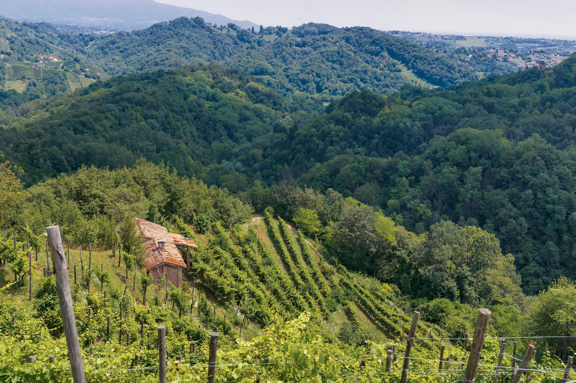 Canevel | Spumanti Valdobbiadene | Prosecco | Canevel Valdobbiadene